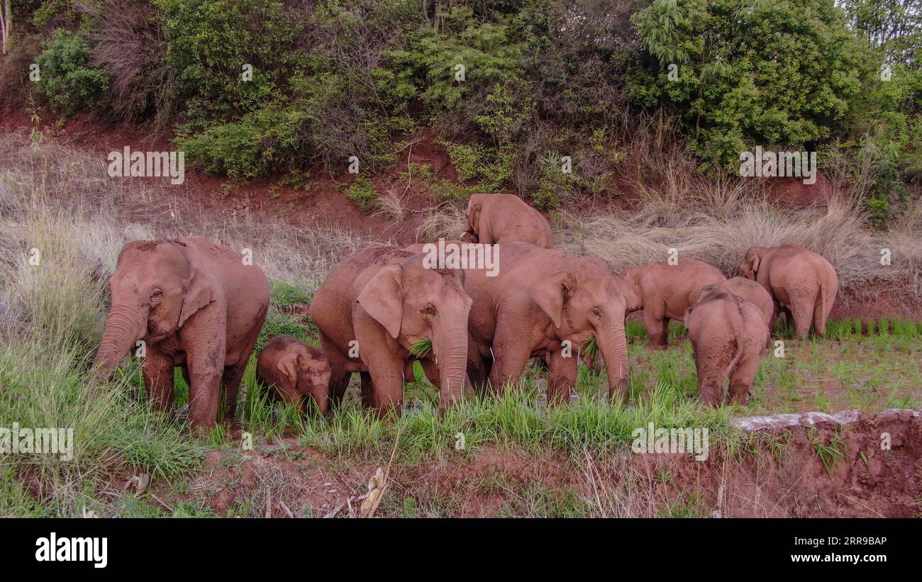 Elephant migration china hi-res stock photography and images - Alamy