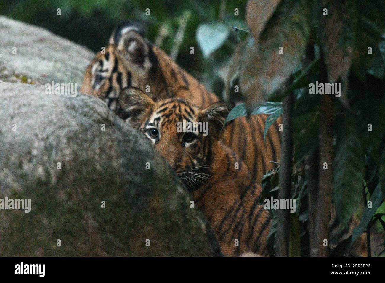 210608 -- SINGAPORE, June 8, 2021 -- A pair of Malayan tiger cubs are seen for the first time in ...