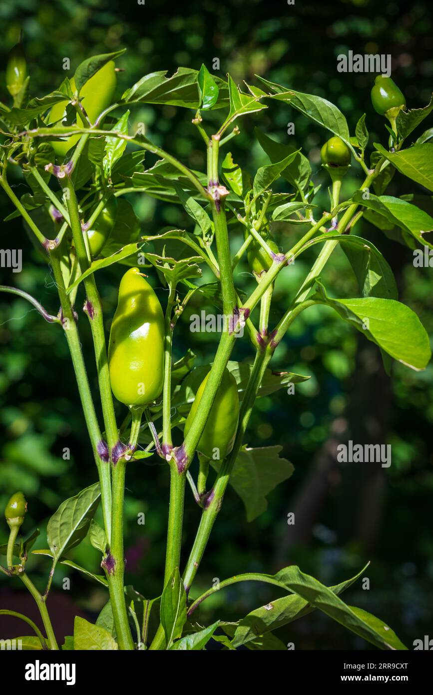 Peppr plant hi-res stock photography and images - Alamy