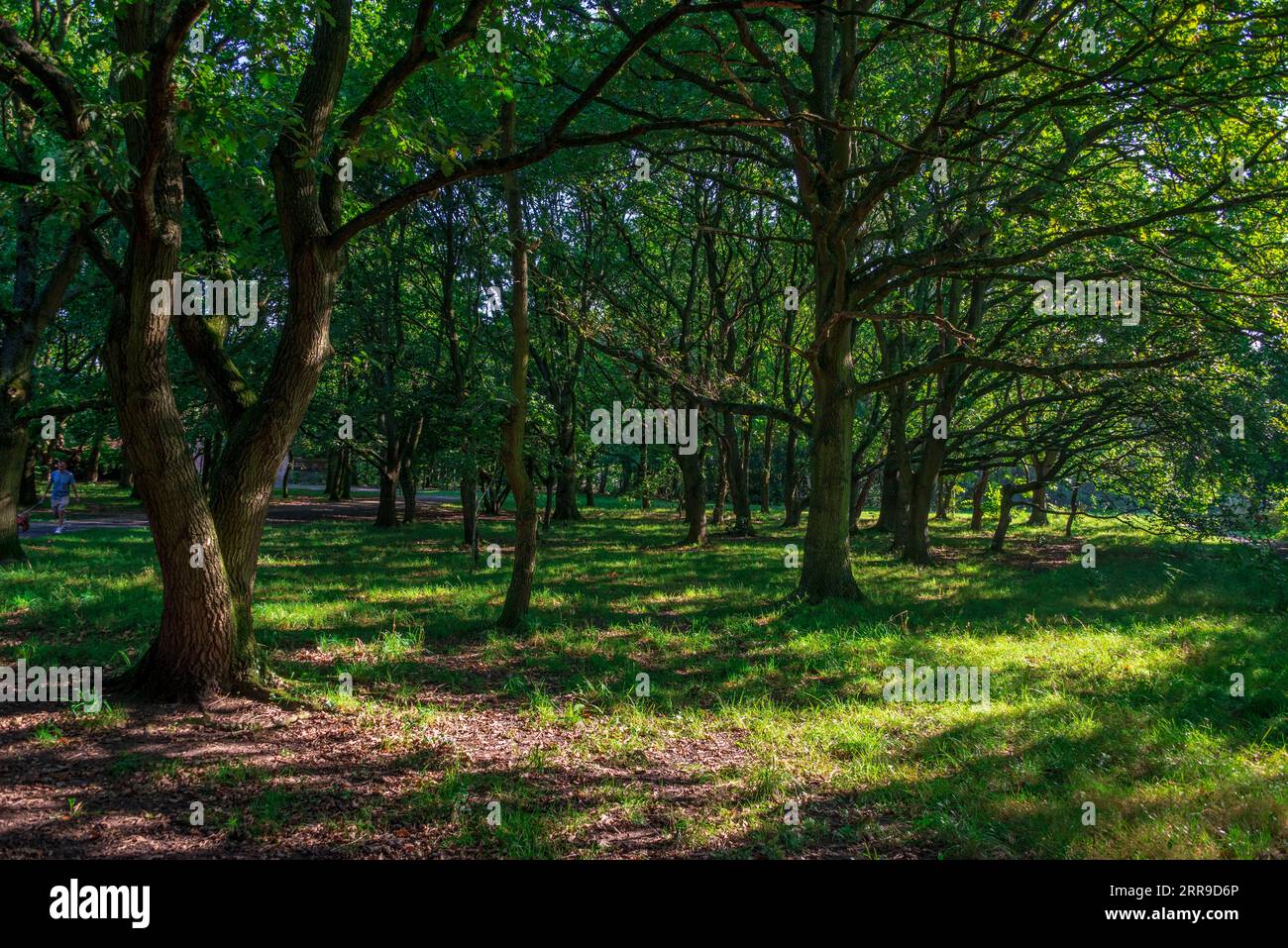 Morning sunshine on a leafy rural path. Rural woodlans with dappled ...