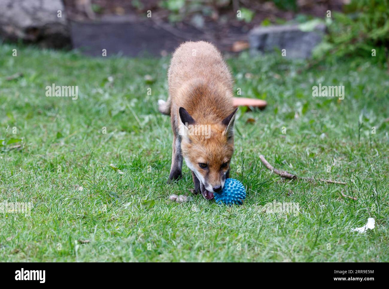 Red fox cute photo and image hi-res stock photography and images - Alamy