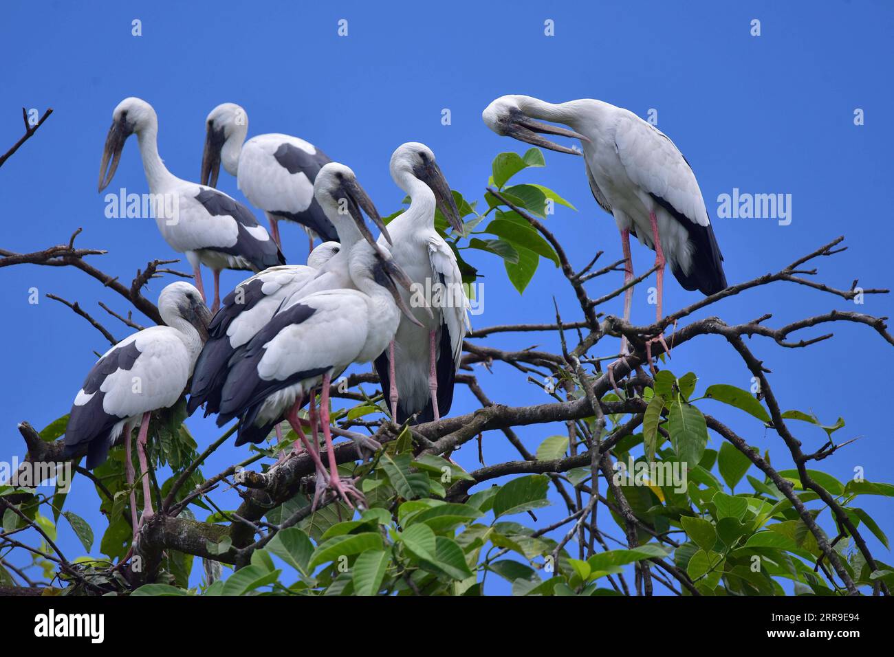 Monsoon in assam hi-res stock photography and images - Alamy