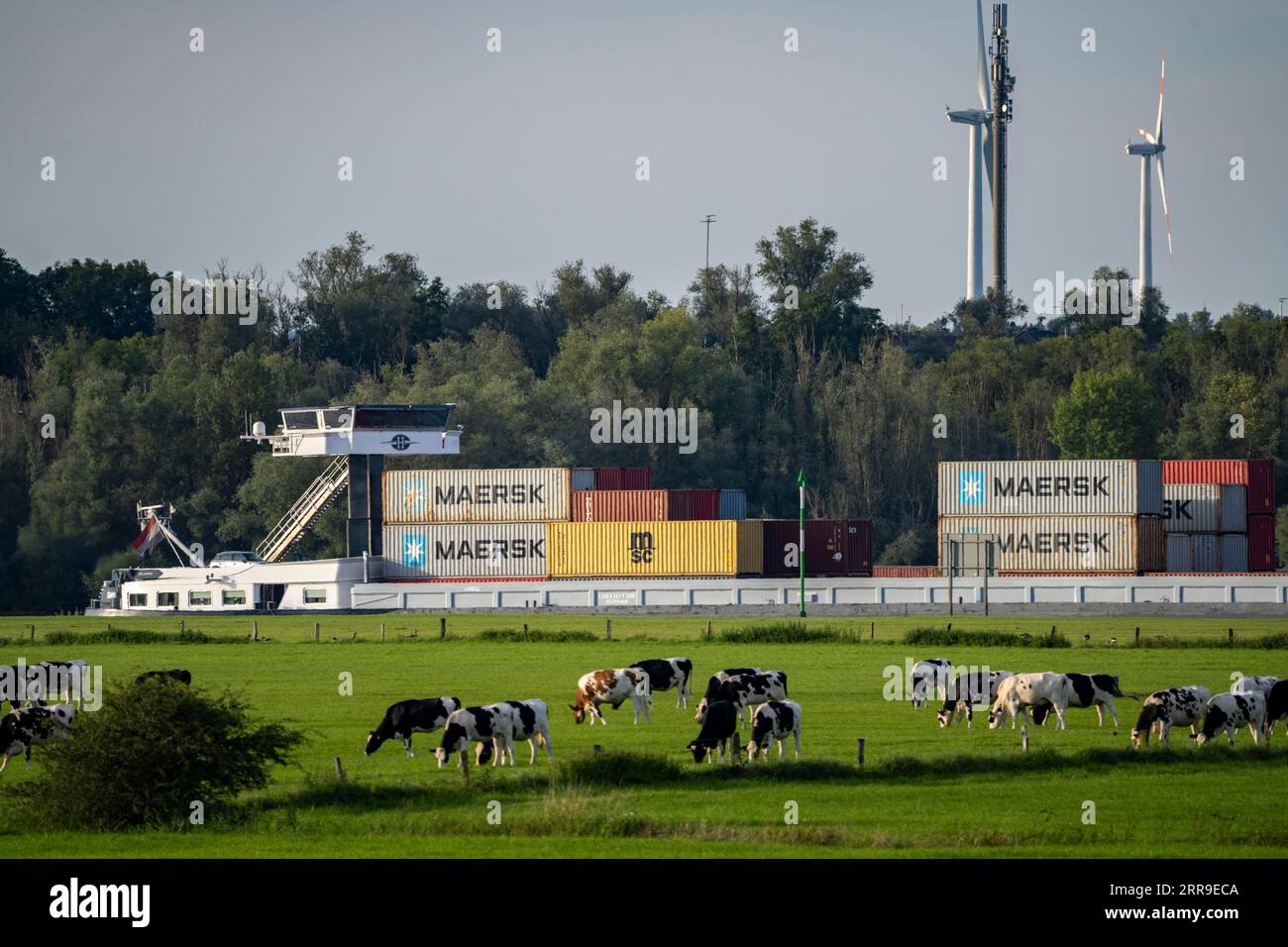 Container cargo ship on the Rhine at the height of Emmerich, cows on ...