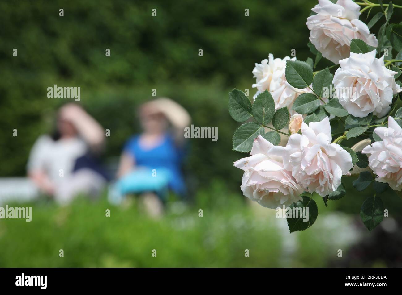 210613 -- WARSAW, June 13, 2021 -- A bunch of Queen of Warsaw roses are ...