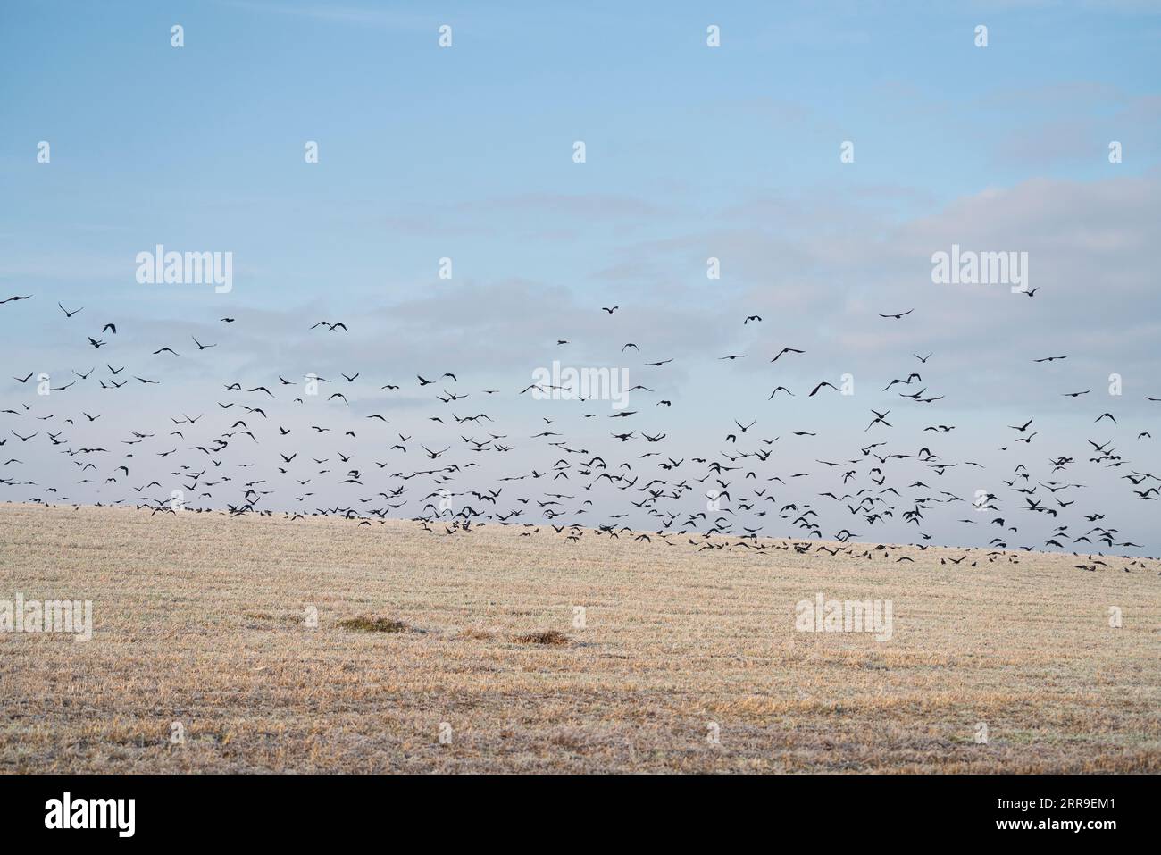 Crows crow farming crop hi-res stock photography and images - Alamy