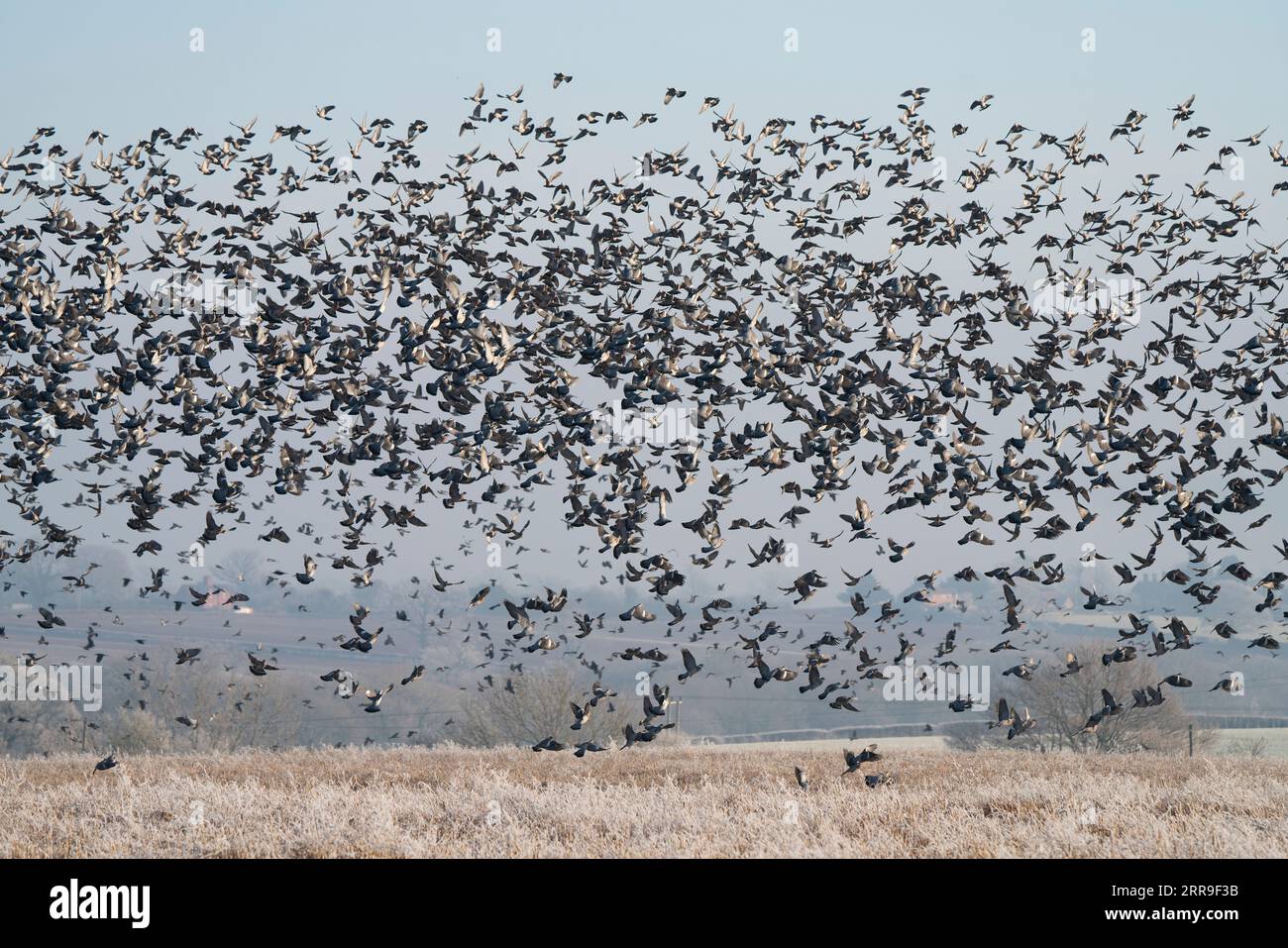 Crows crow farming crop hi-res stock photography and images - Alamy