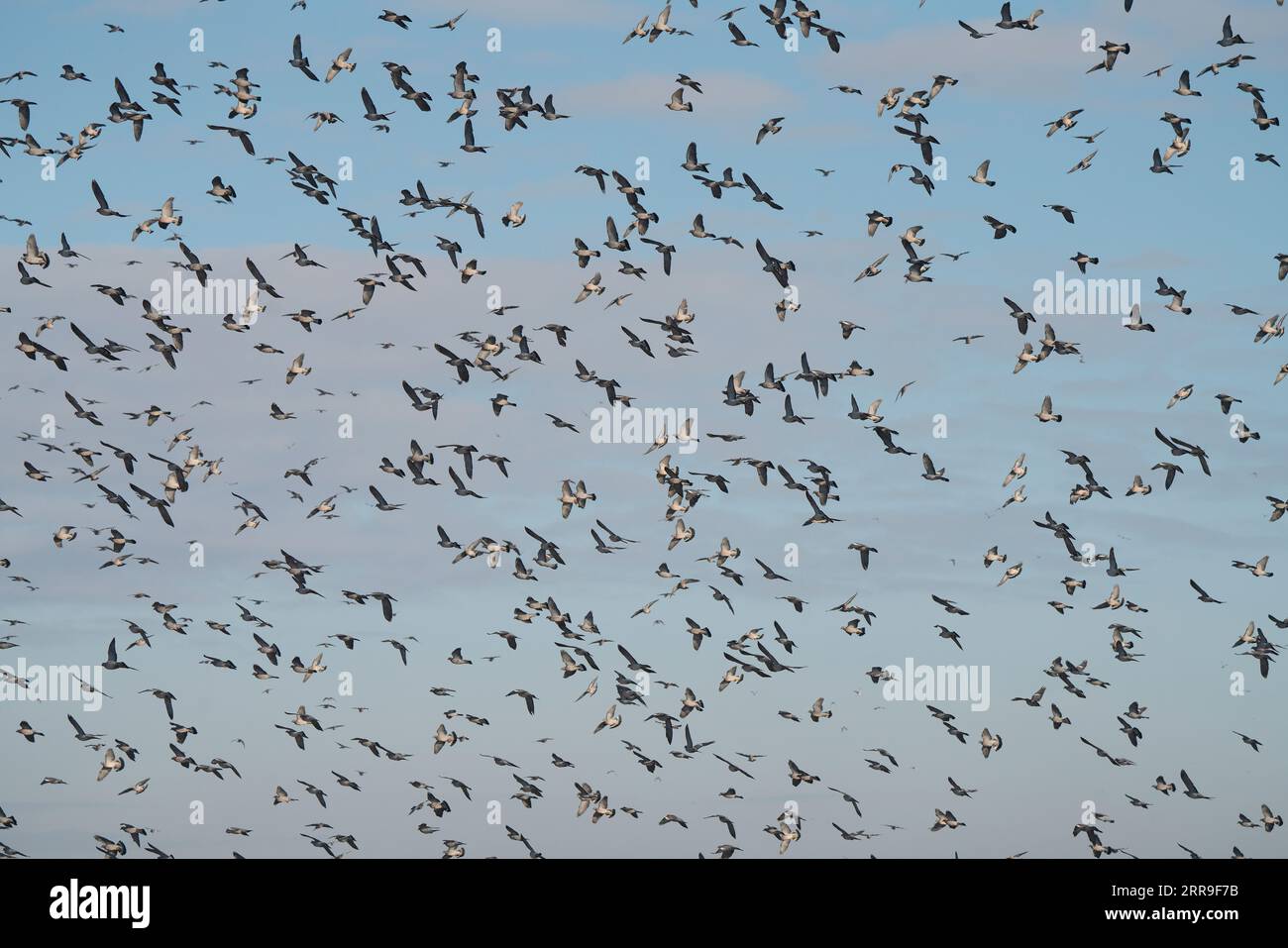 A large flock of birds over winter fields near Bridgnorth, Shropshire ...