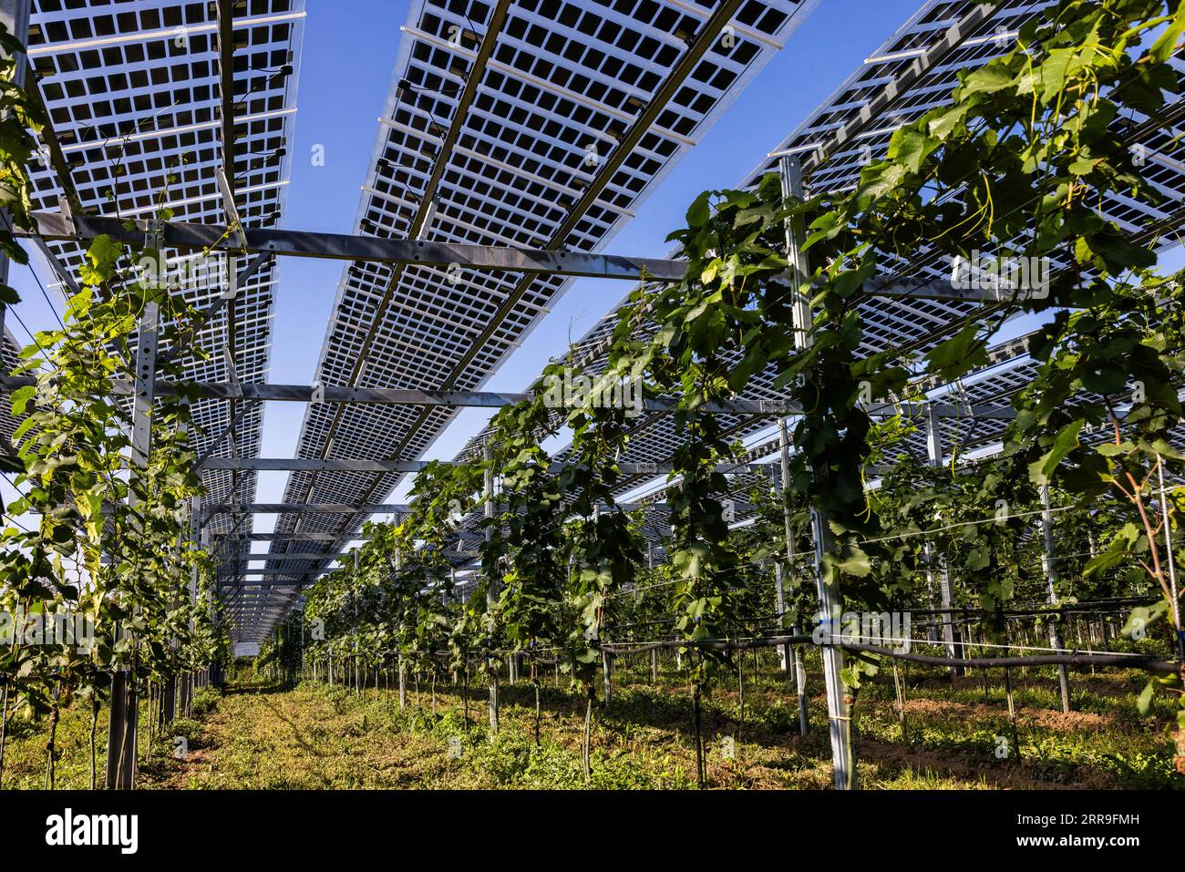 Freiburg, Germany. 07th Sep, 2023. Vines stand under a vino ...