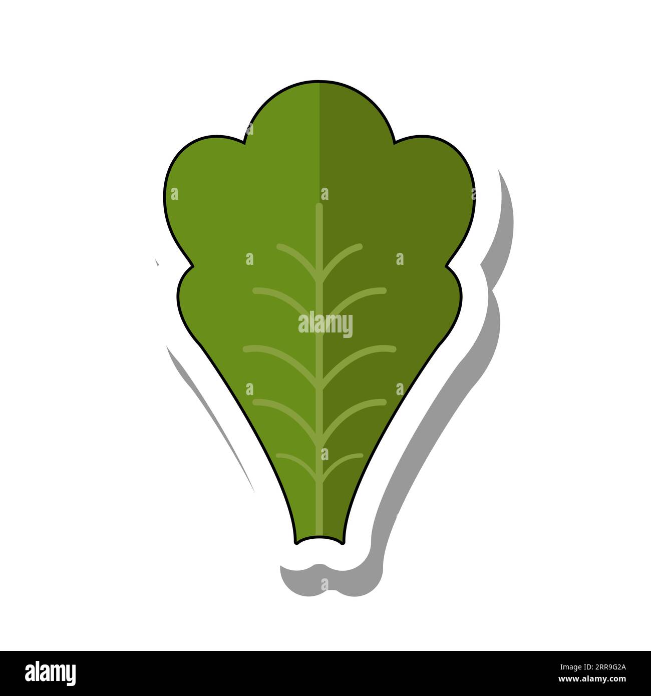 Lettuce Leaf Cartoon