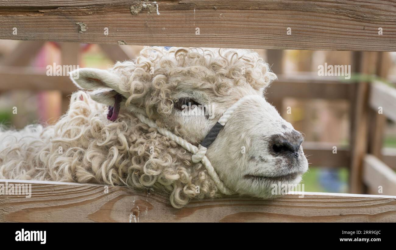 Grey Faced dartmoor Sheep at Ripley Agricultural Show Stock Photo - Alamy