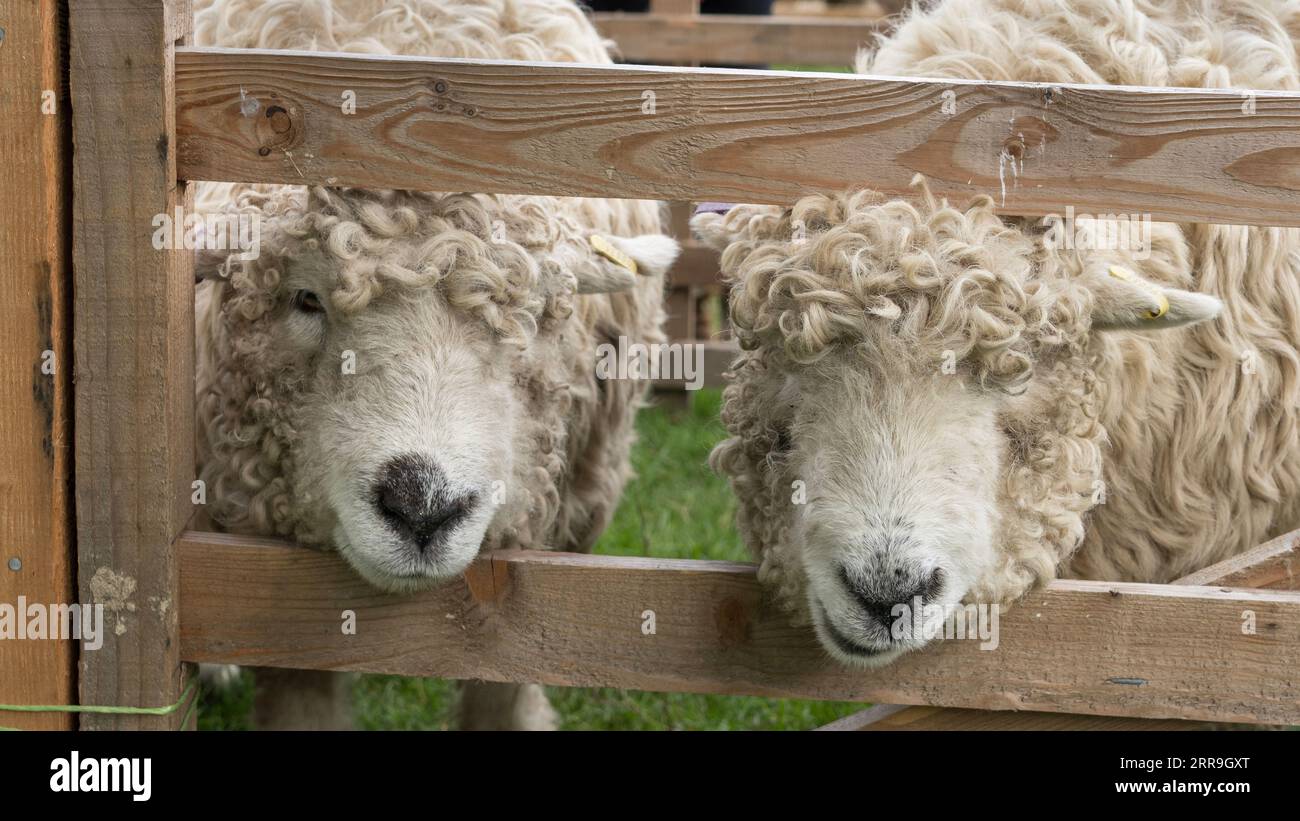 Grey Faced dartmoor Sheep at Ripley Agricultural Show Stock Photo - Alamy