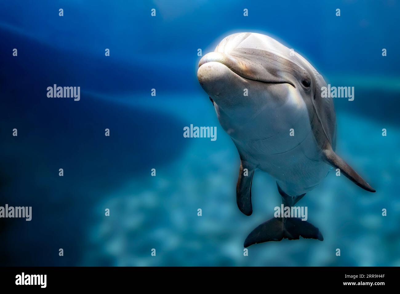 A dolphin close up portrait underwater while looking at you Stock Photo ...