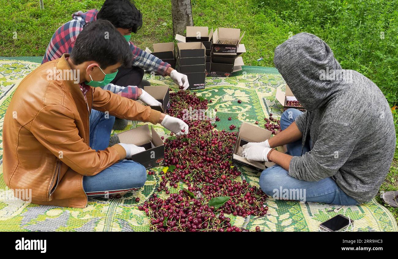 210617 -- GILGIT, June 17, 2021 -- People pack just-harvested cherries ...