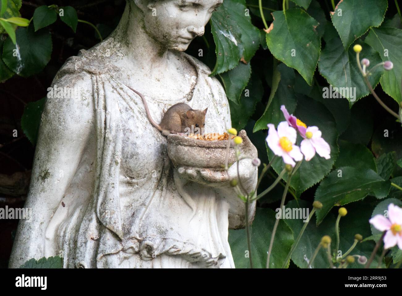 House mouse on statue Stock Photo - Alamy