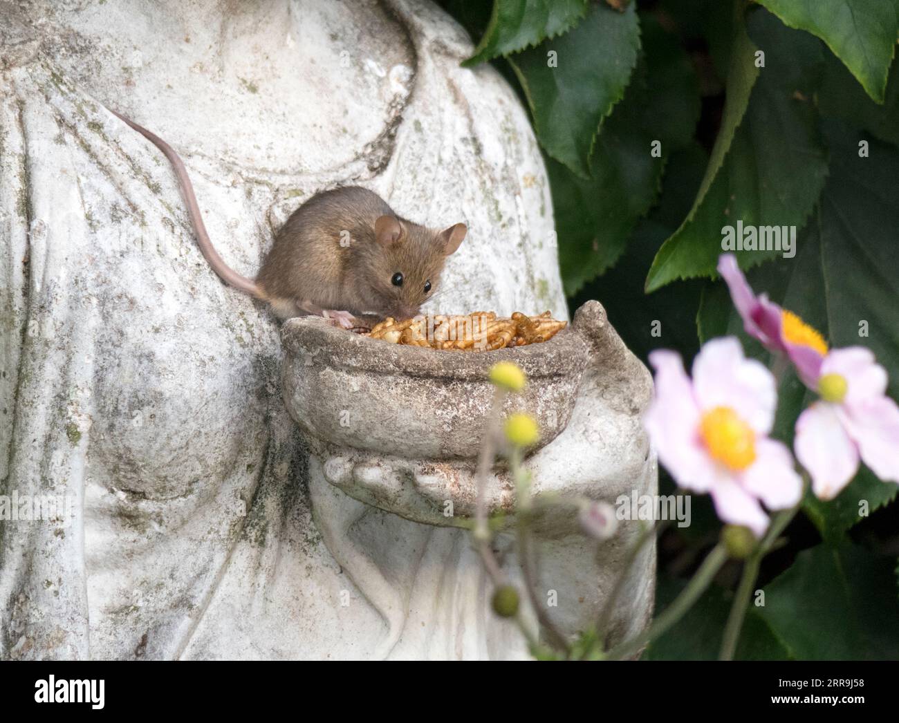 Rodent statue hi-res stock photography and images - Alamy