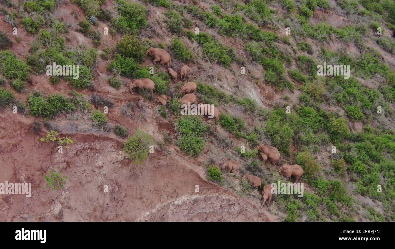 Elephant migration china hi-res stock photography and images - Alamy