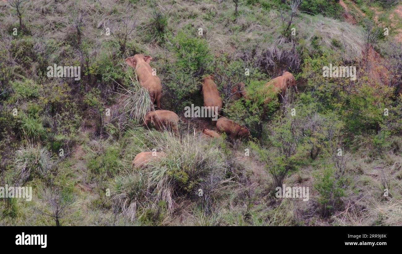 Elephant migration china hi-res stock photography and images - Alamy