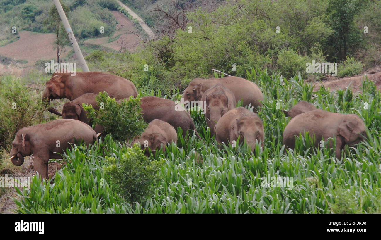 Elephant migration china hi-res stock photography and images - Alamy