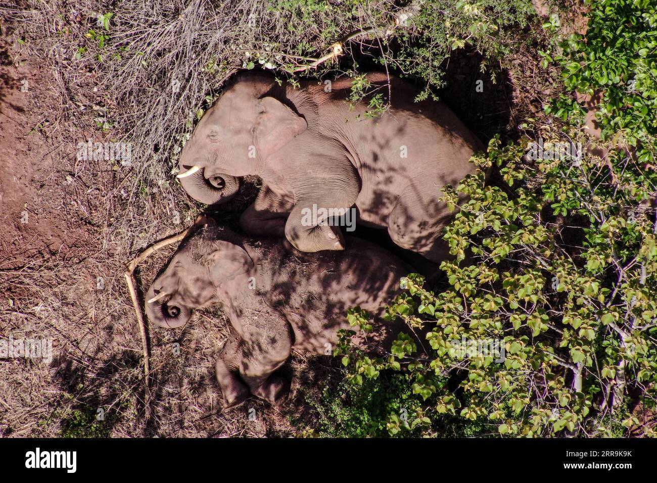 Elephant migration china hi-res stock photography and images - Alamy