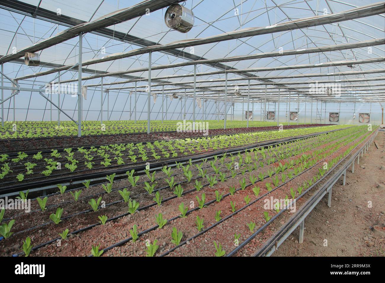 A scenic view of green crops in a greenhouse Stock Photo - Alamy
