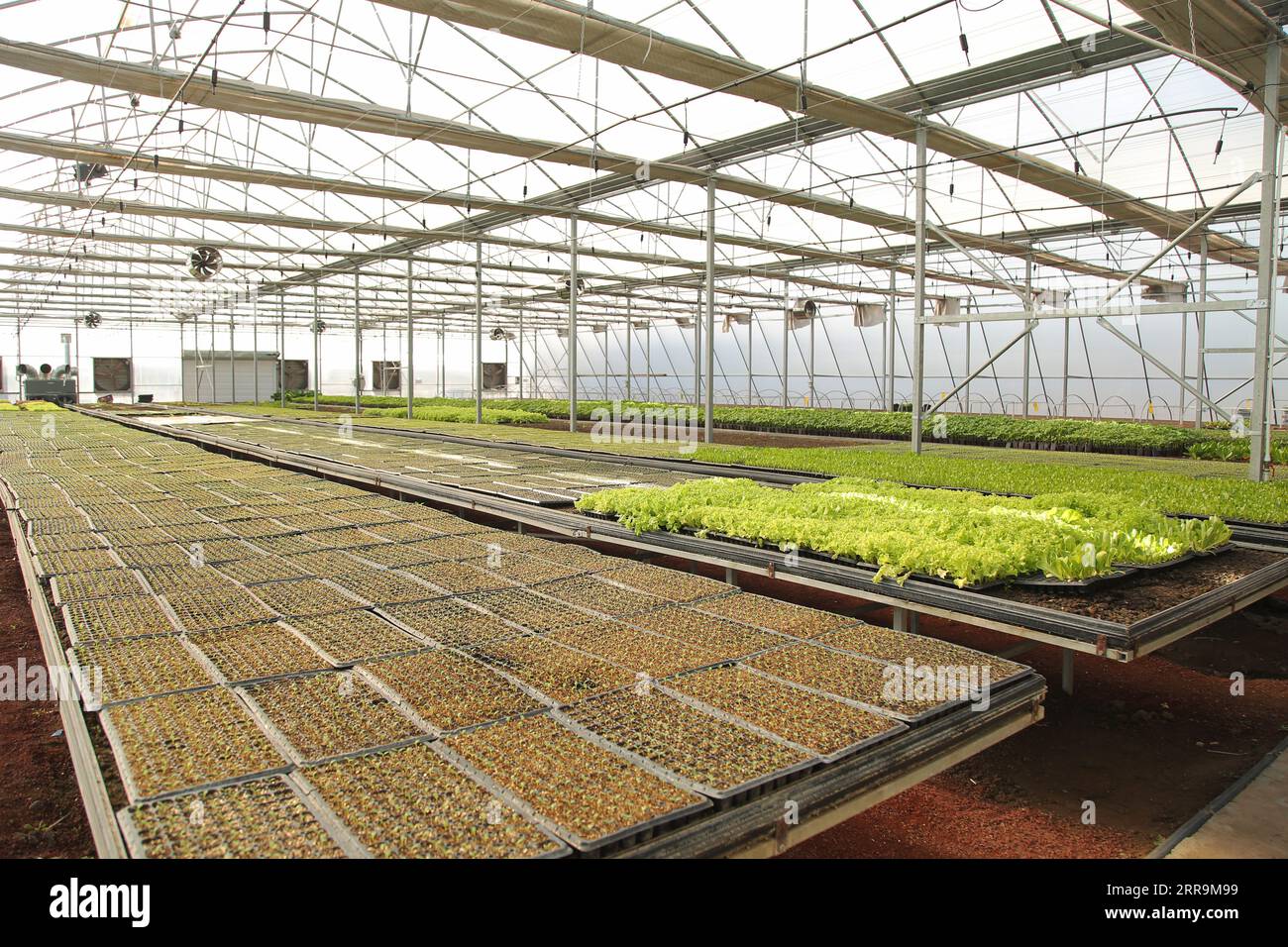 A scenic view of green crops in a greenhouse Stock Photo - Alamy