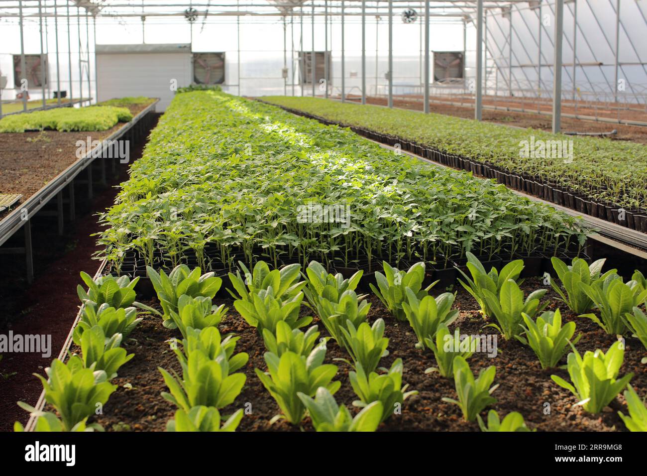 A scenic view of green crops in a greenhouse Stock Photo - Alamy