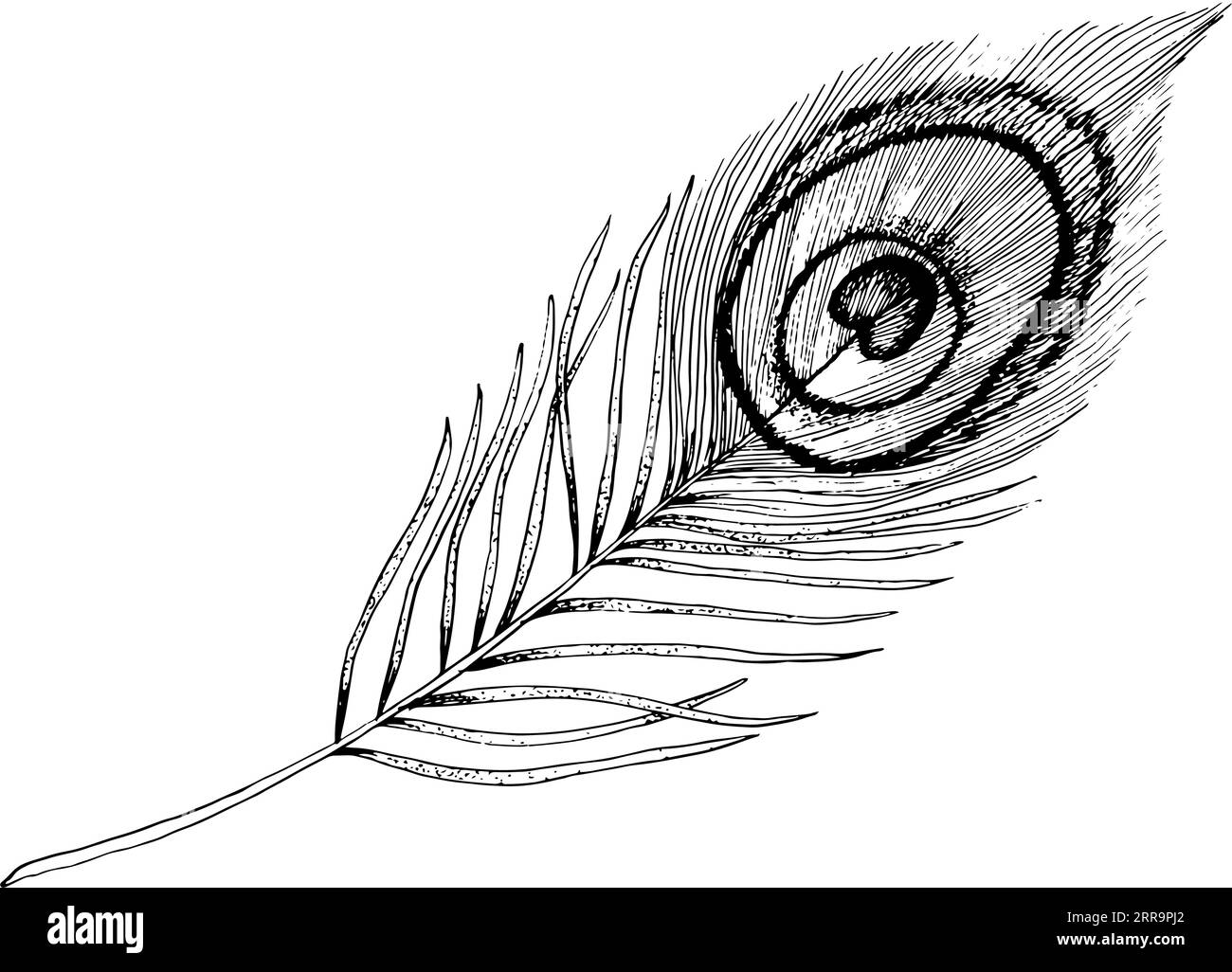 Vector peacock feather hand drawn ink graphic illustration in black and white Stock Vector Image ...