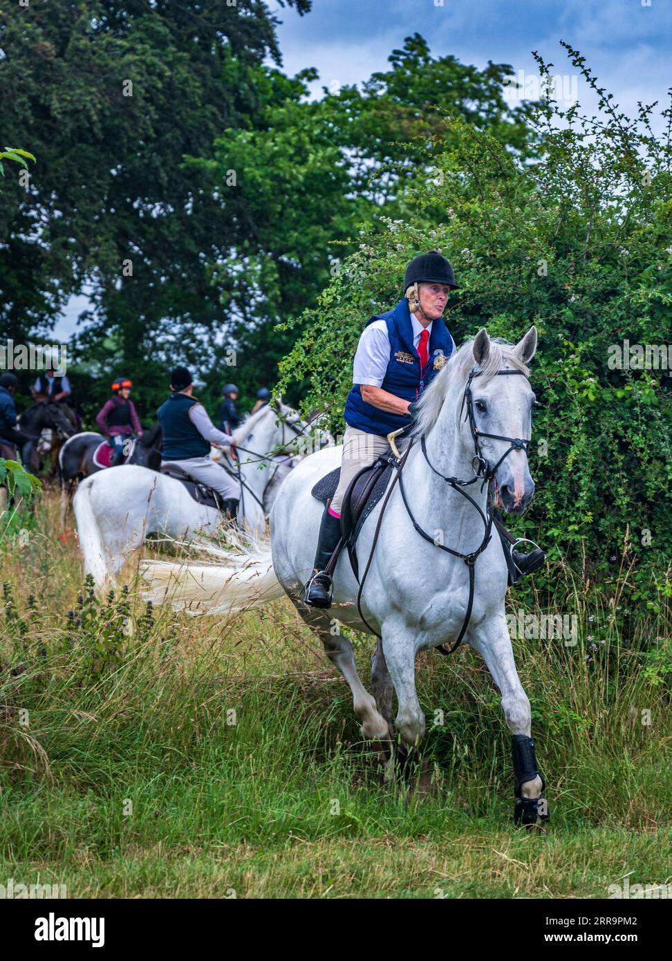 Horse jumping over a hedge hi-res stock photography and images - Alamy