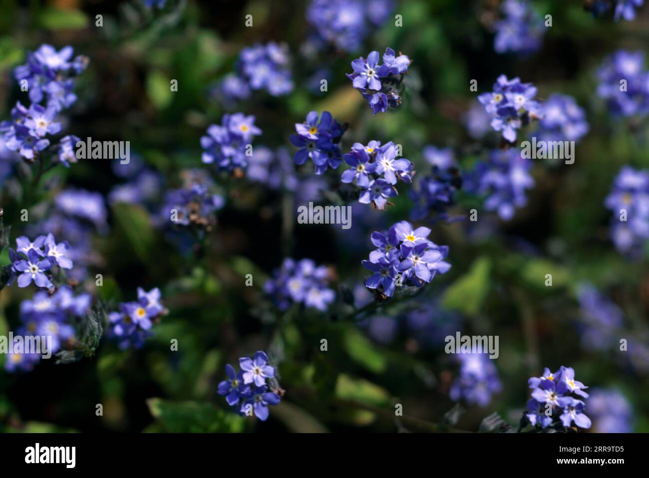 Cluster of forget me nots hi-res stock photography and images - Alamy
