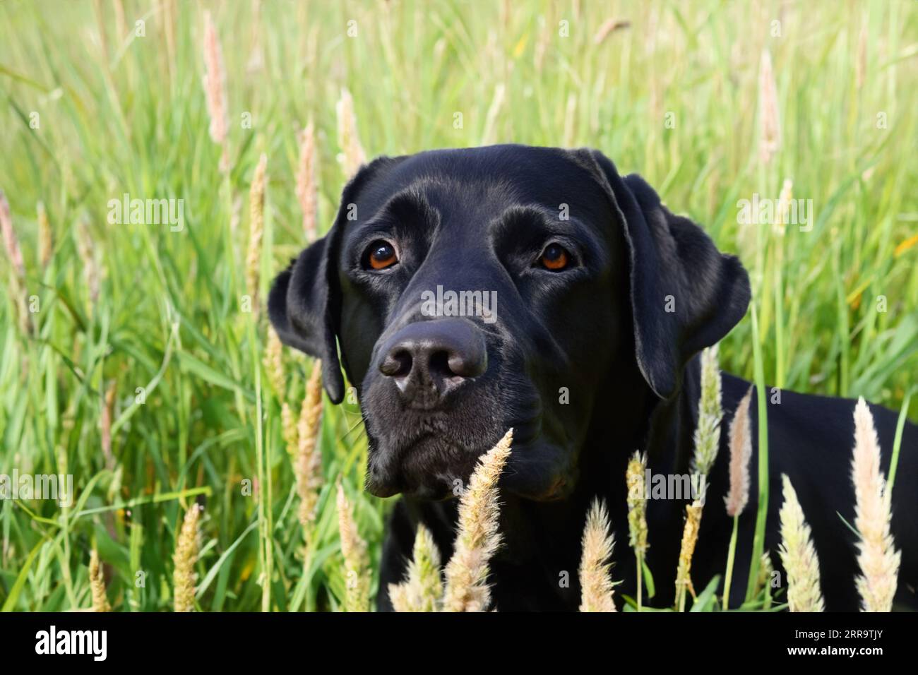 portrait of labrador dog in field of tall grass Stock Photo - Alamy
