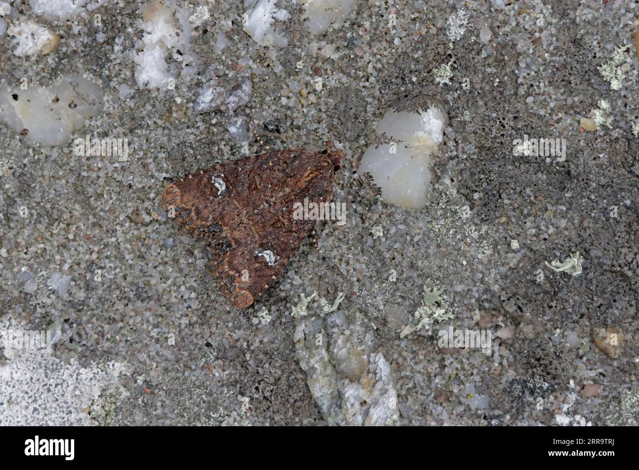 Common Rustic Moth Skokholm Pembrokeshire Wales Stock Photo - Alamy