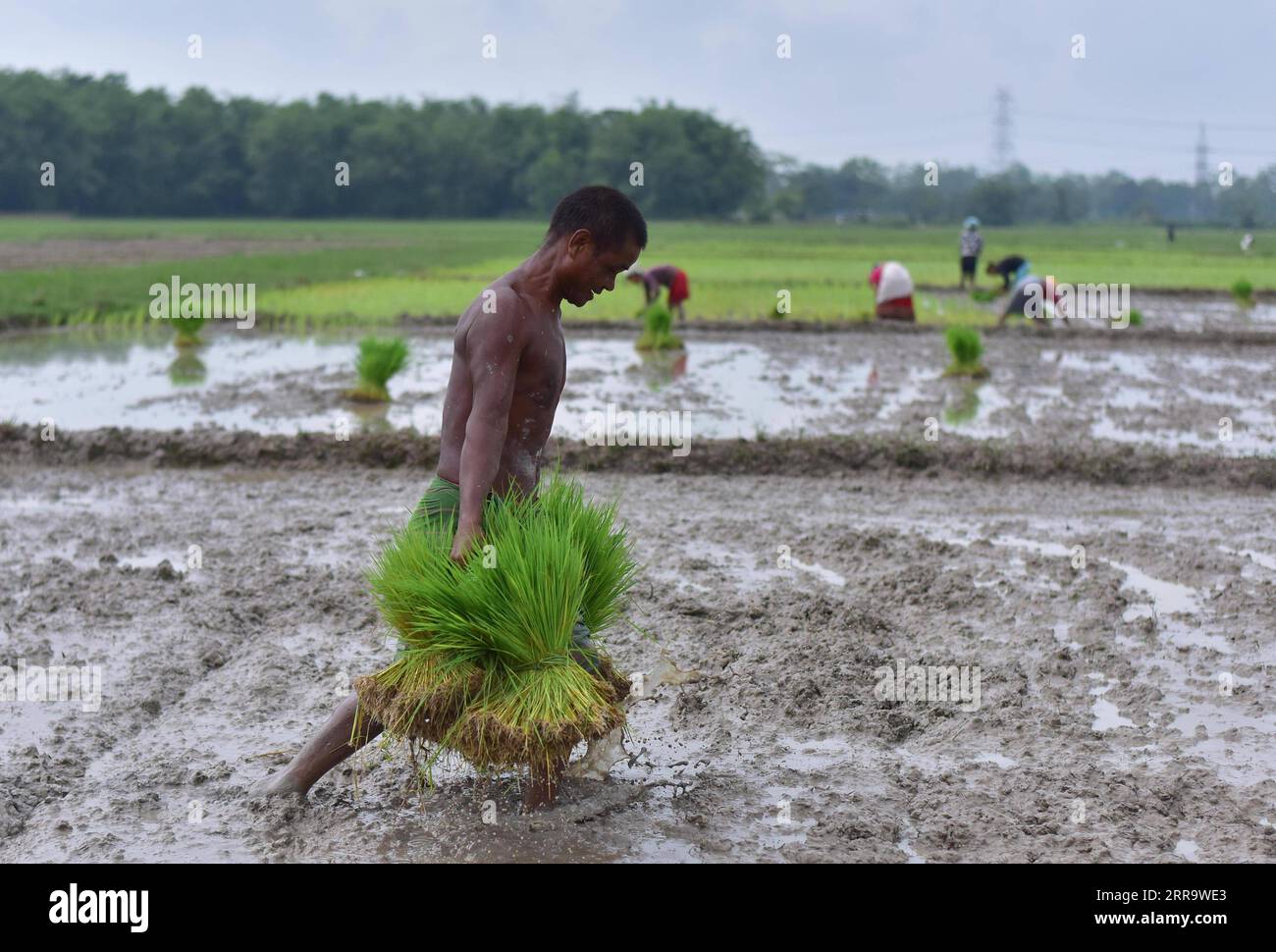 210703 -- NAGAON, July 3, 2021 -- A farmer carries rice seedlings to be ...