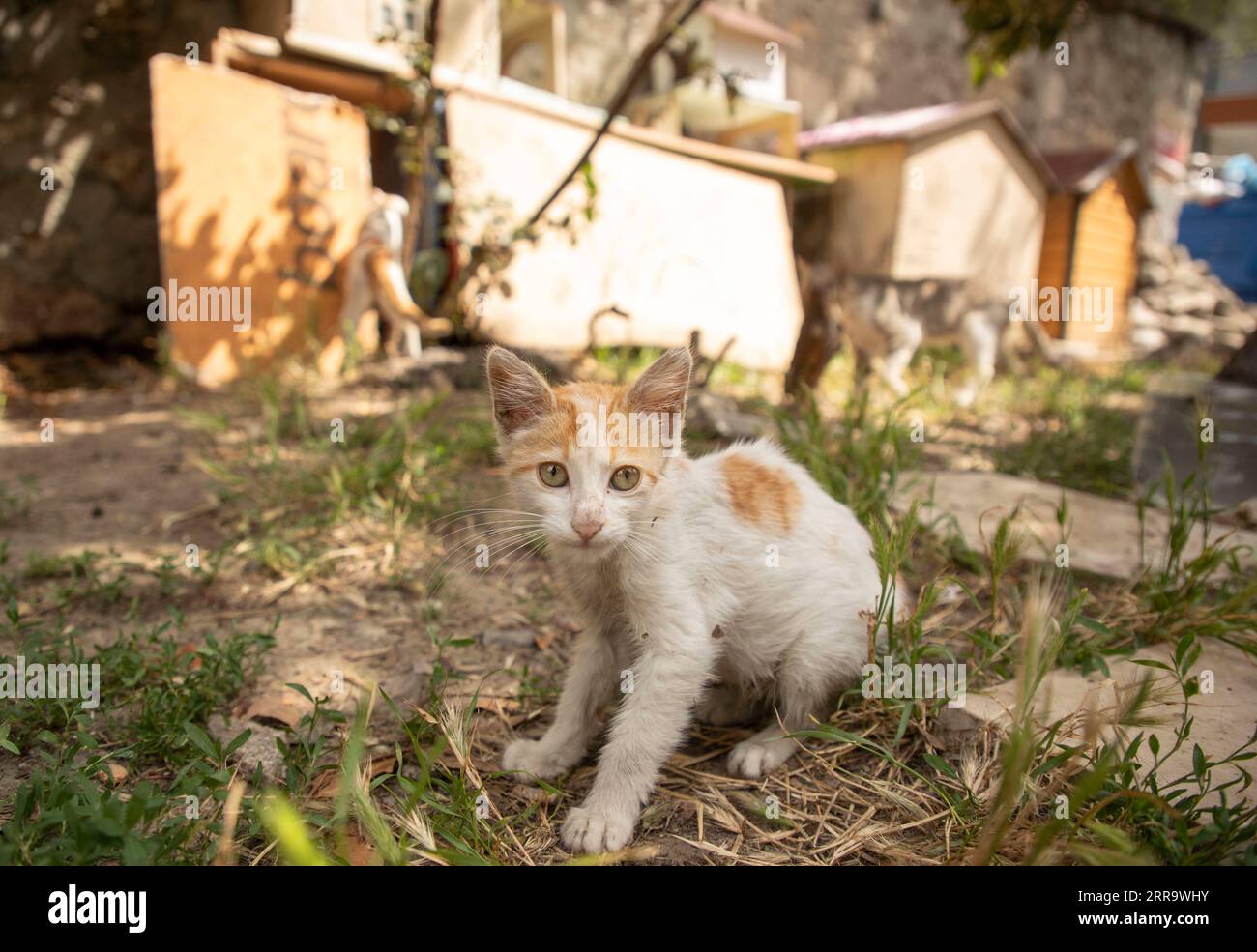 How to protect animals hi-res stock photography and images - Alamy