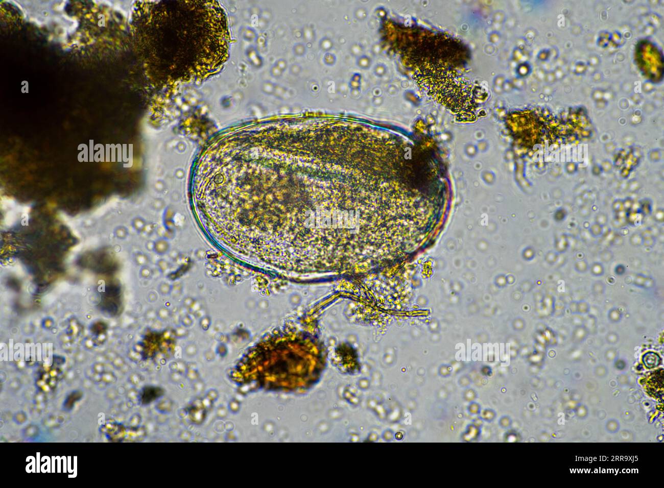 Microbial food web hi-res stock photography and images - Alamy