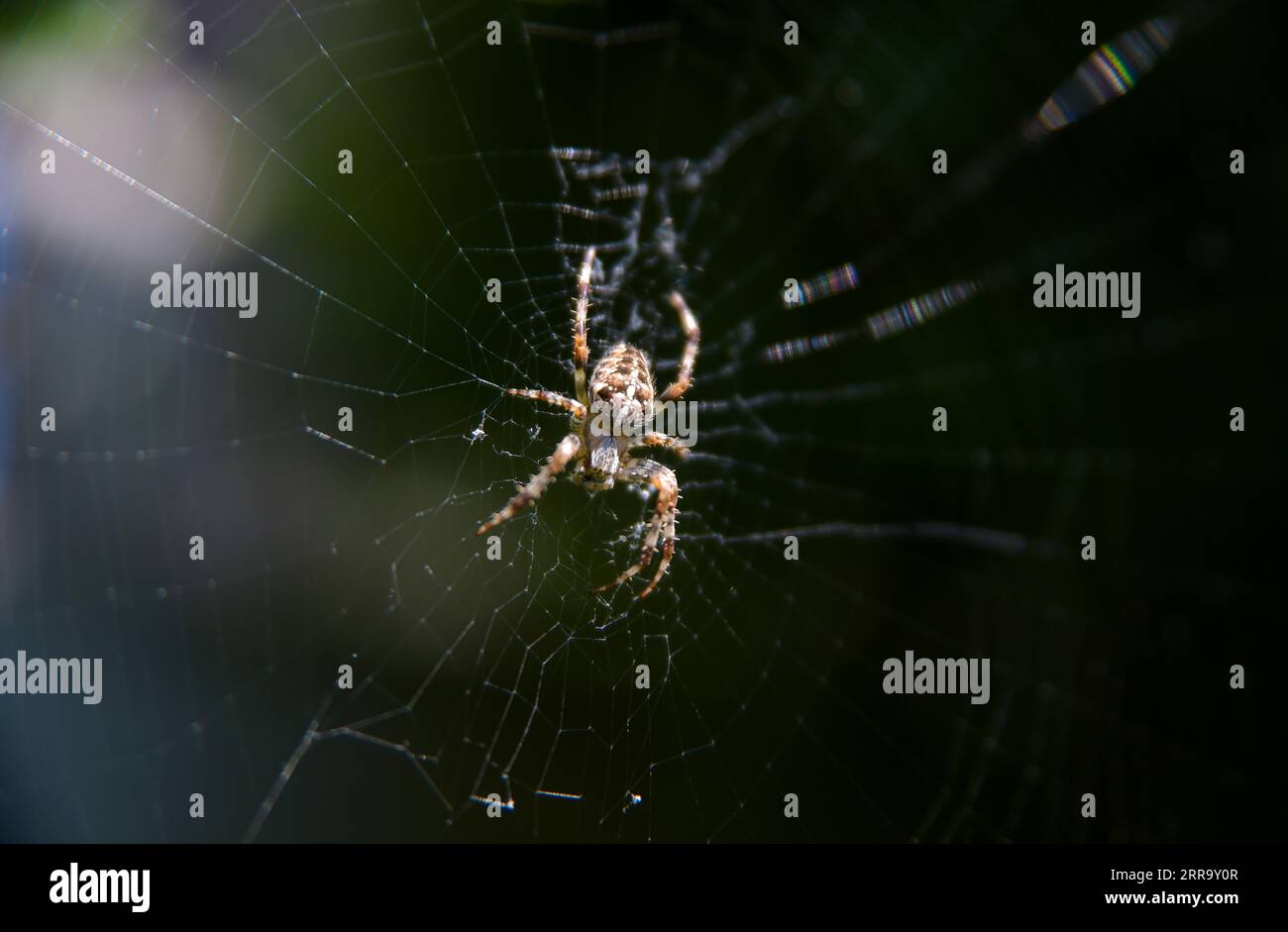 Common Garden Spider ( Araneus diadematus ) on its web which can be ...