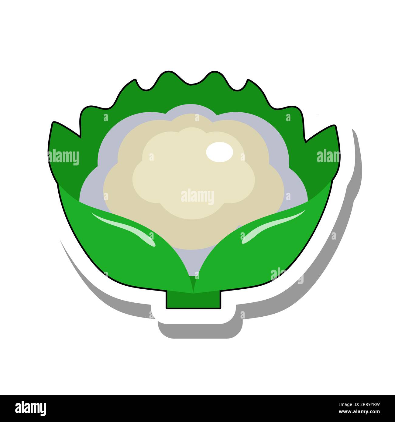 Head of cauliflower vector Stock Vector Image & Art - Alamy