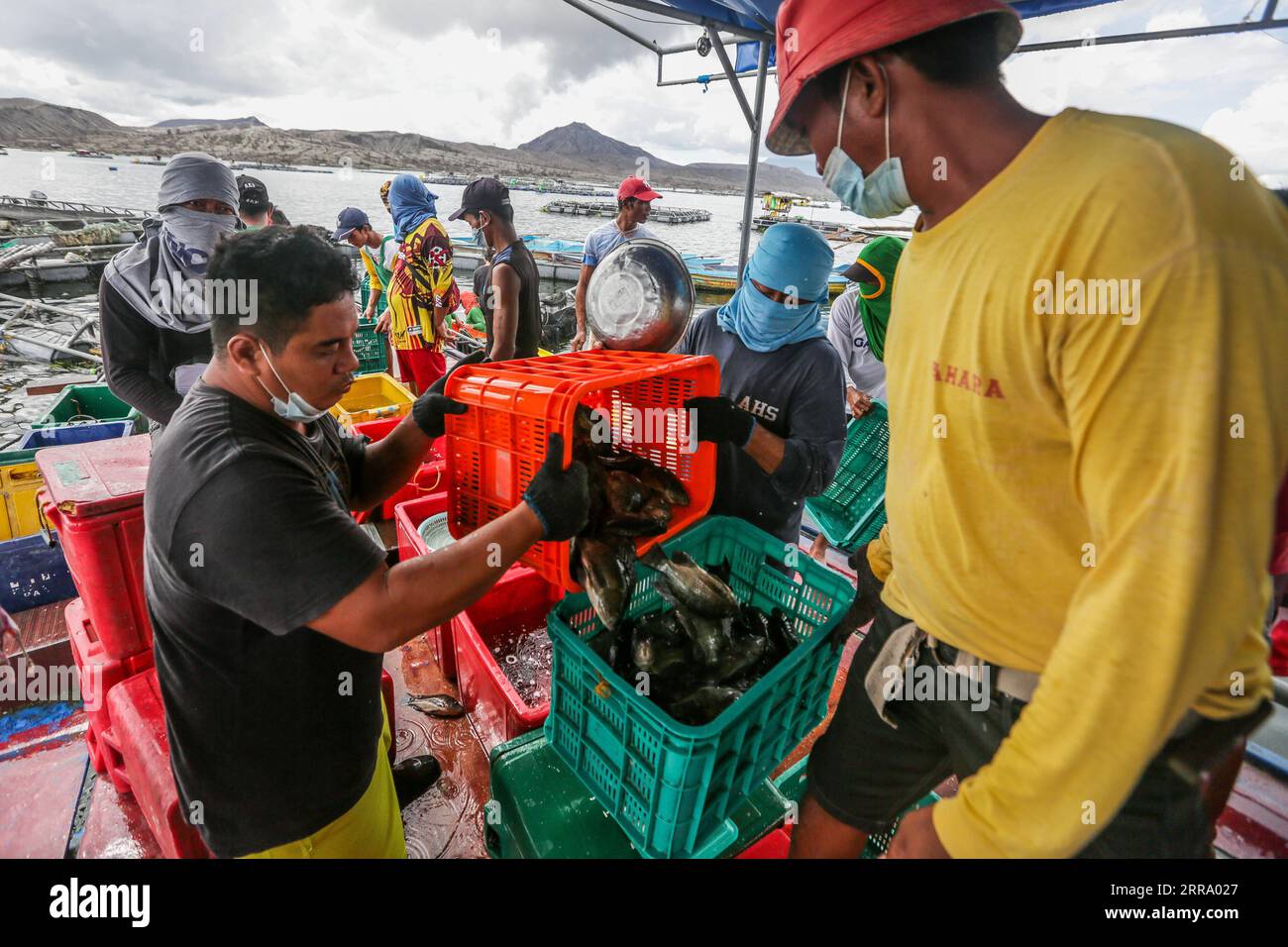 210708 -- BATANGAS, July 8, 2021 -- Fishermen collect tilapia fish near ...