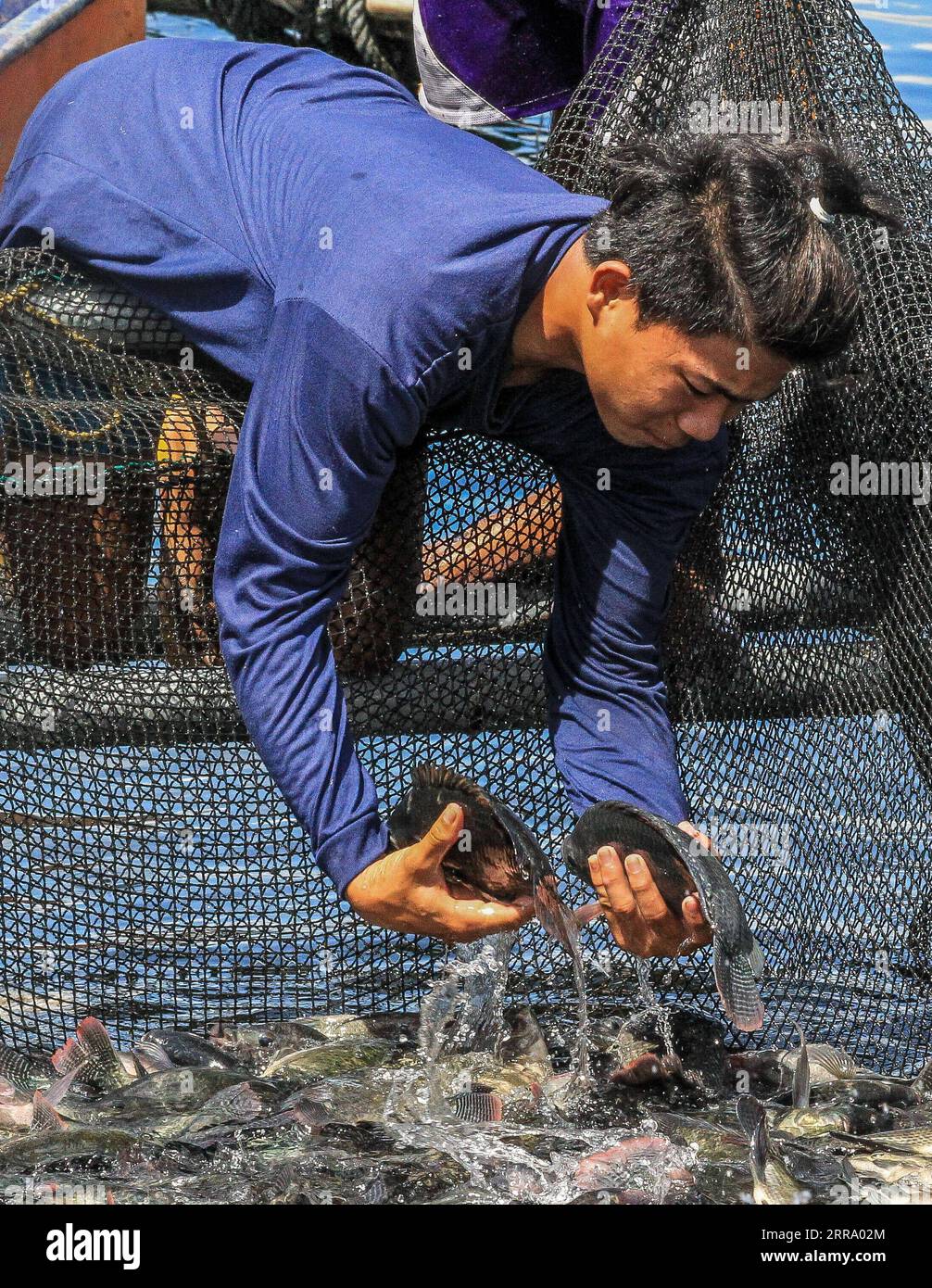 210708 -- BATANGAS, July 8, 2021 -- A fisherman catches tilapia fish ...