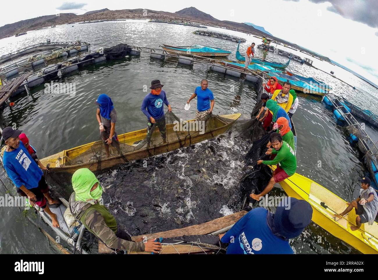 210708 -- BATANGAS, July 8, 2021 -- Fishermen collect tilapia fish near ...