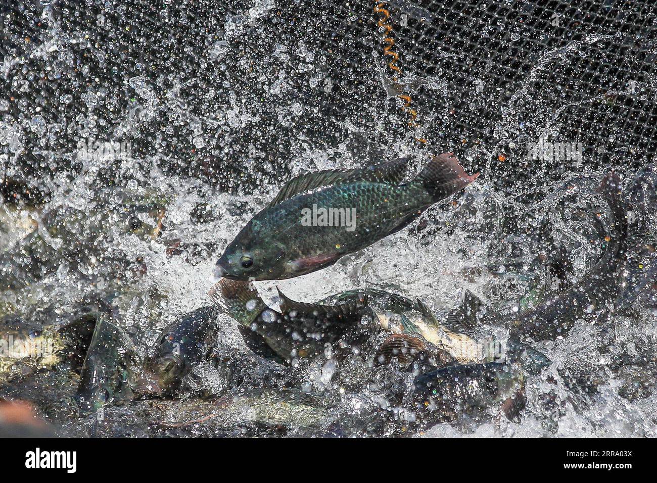 210708 -- BATANGAS, July 8, 2021 -- Tilapia fish are seen near Taal ...