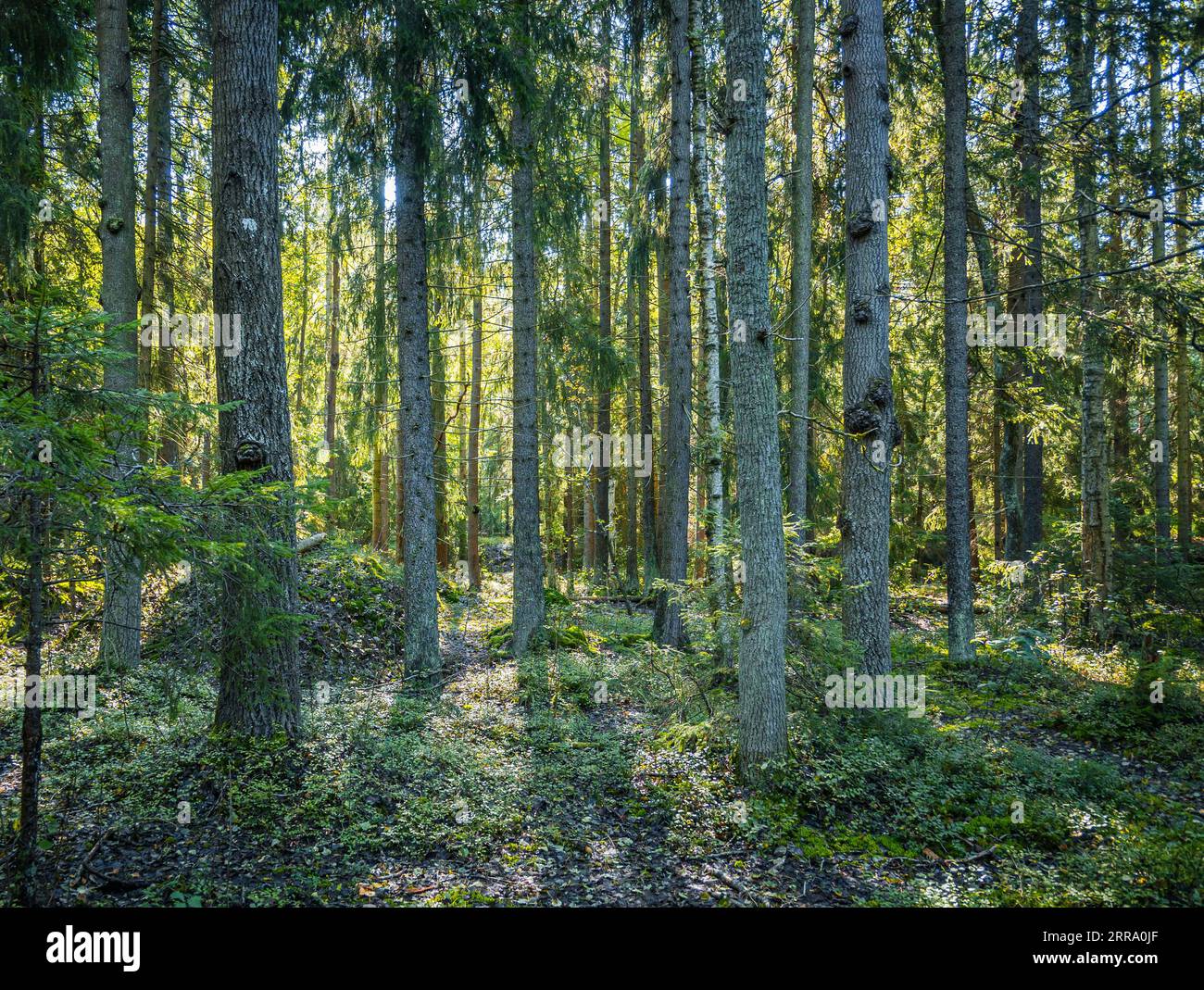 Pathwayway hi-res stock photography and images - Alamy