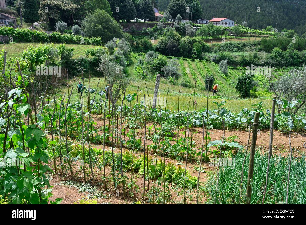Domestic rural garden growing vegetables with commercial agriculture ...