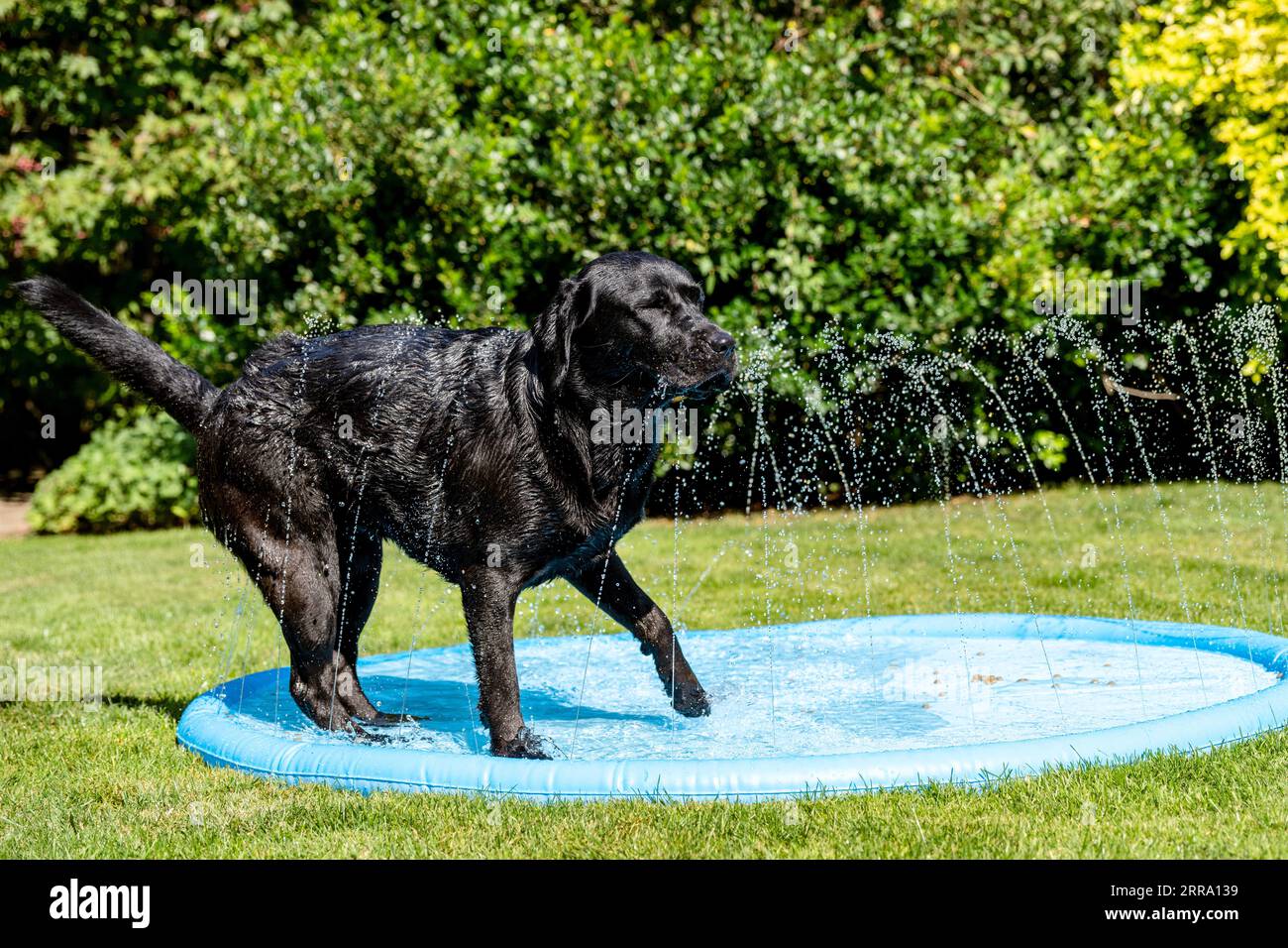 Hot Weather. 2 yr old Black Labrador Olive takes a cooling down shower ...