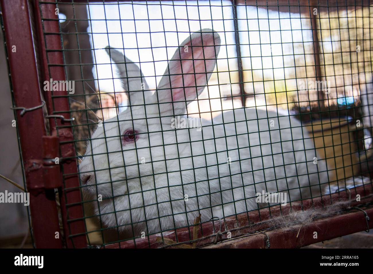 African rabbits hi-res stock photography and images - Alamy