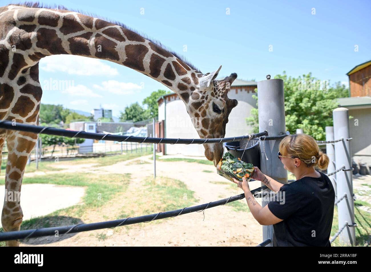 210710 -- SKOPJE, July 10, 2021 -- A zoo worker feeds iced food to a ...