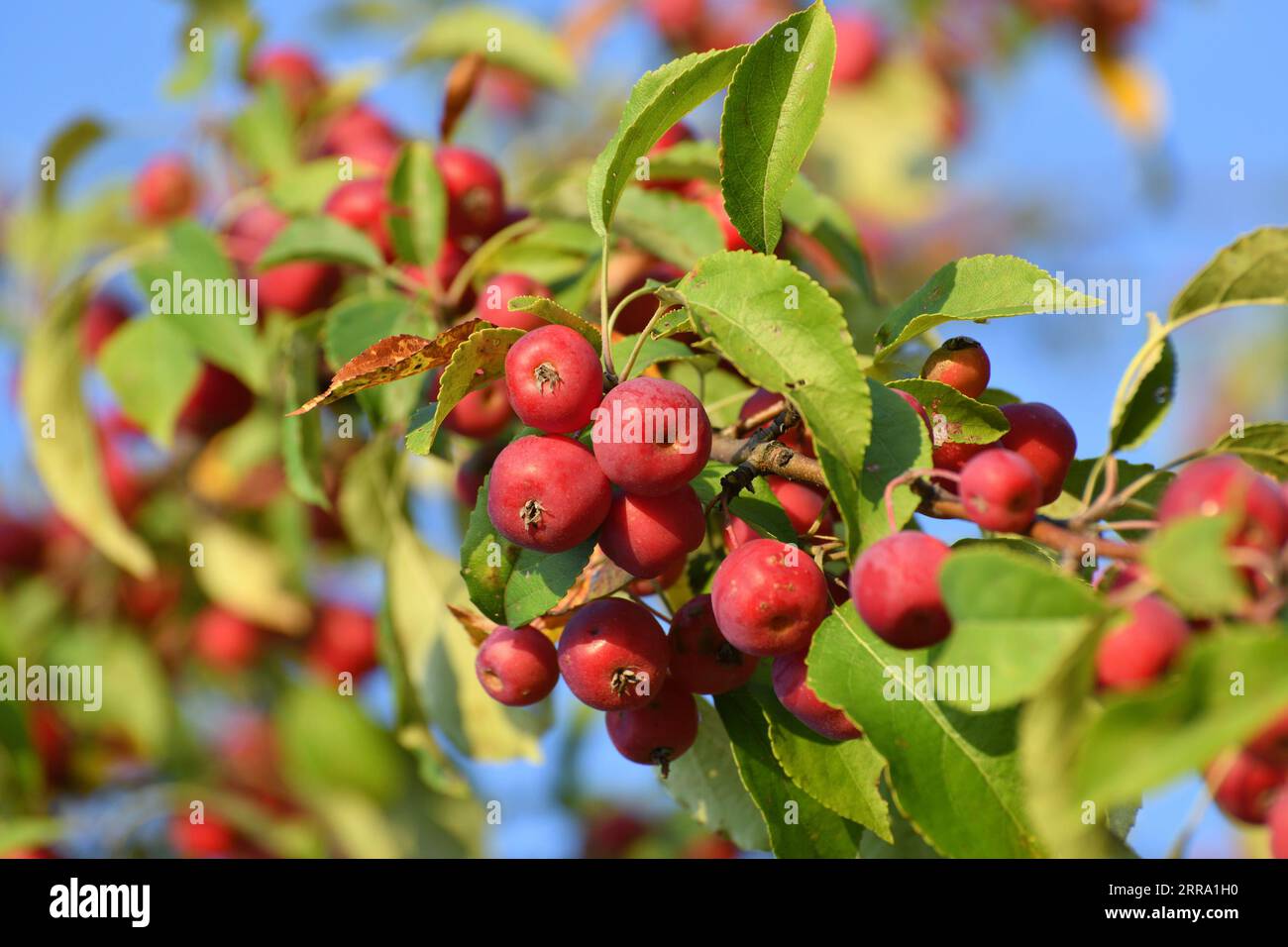 Red small paradise apples on the branches of a wild apple tree close-up ...