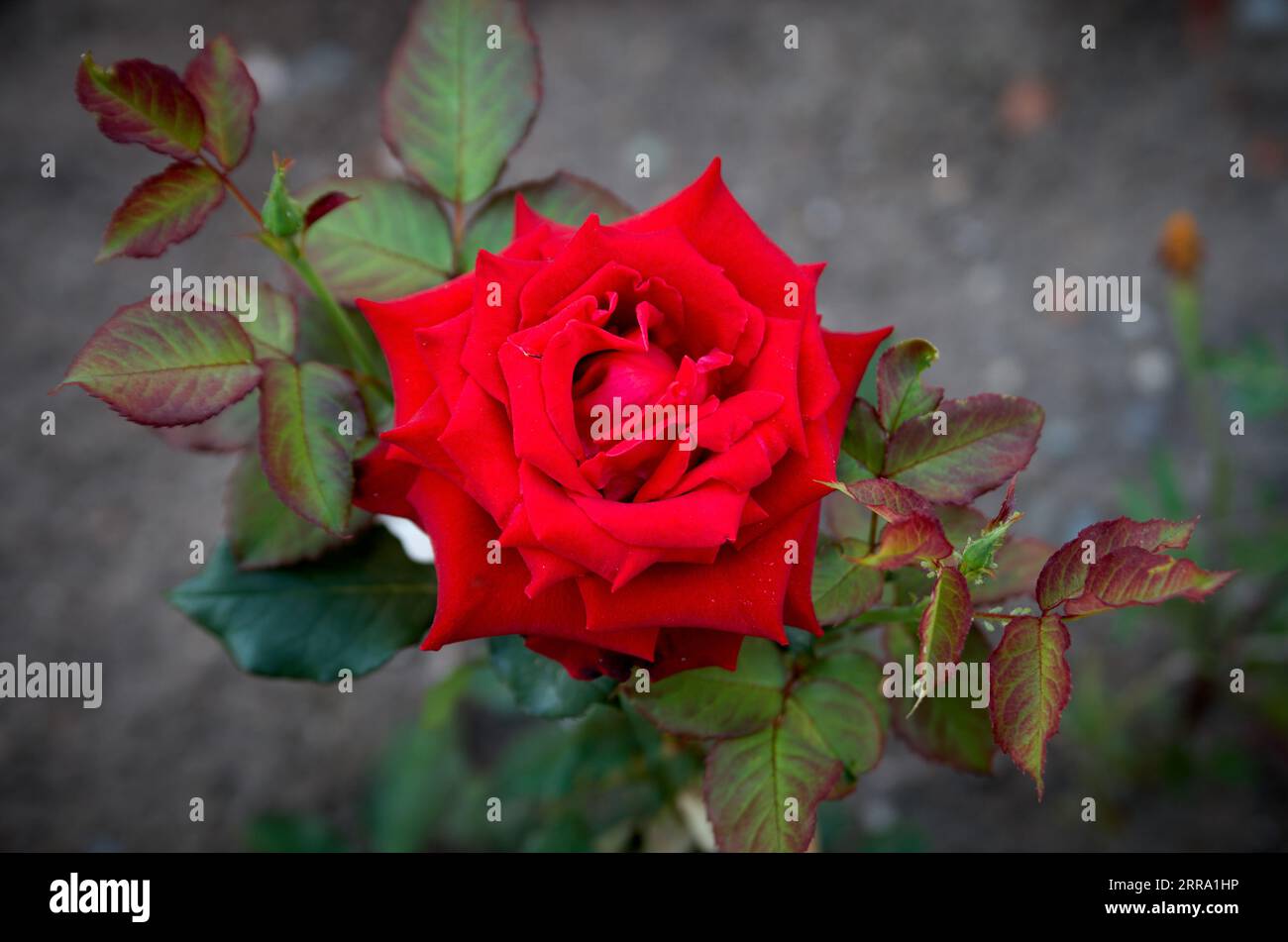 Single rose on lawn hi-res stock photography and images - Alamy