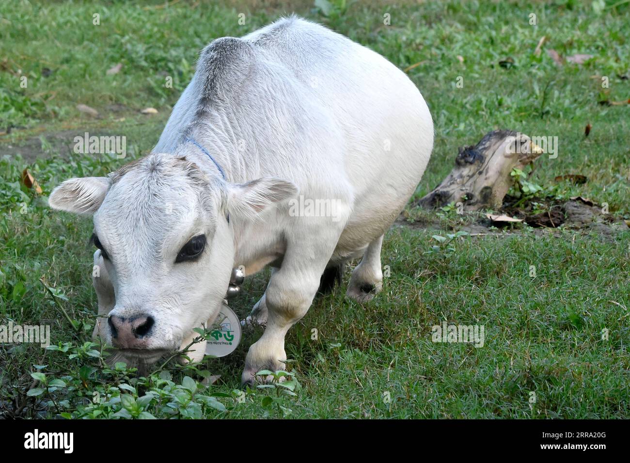 210711 -- SAVAR, July 11, 2021 -- Photo shows a dwarf cow called Rani ...