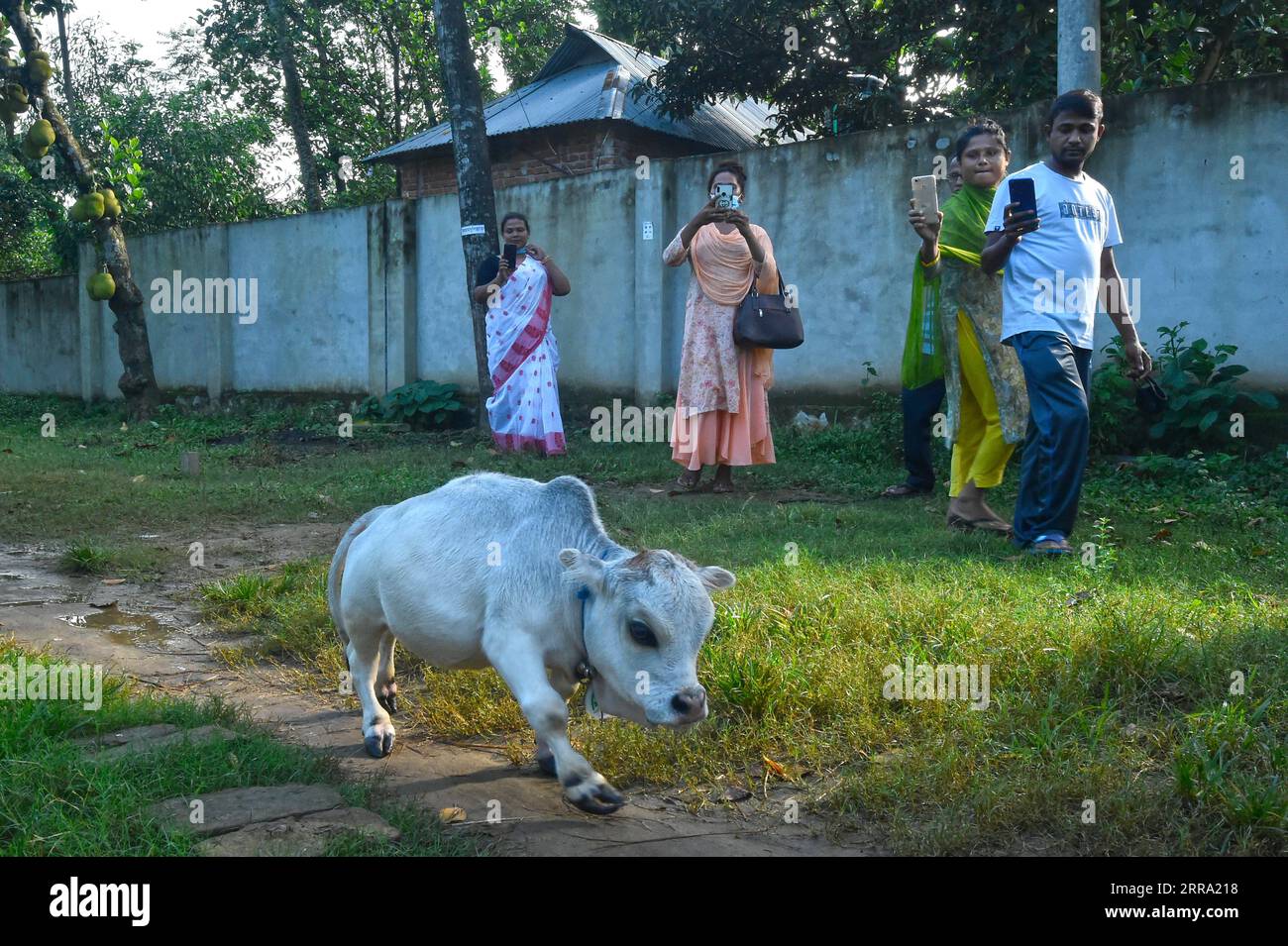 210711 -- SAVAR, July 11, 2021 -- People take photos of a dwarf cow ...