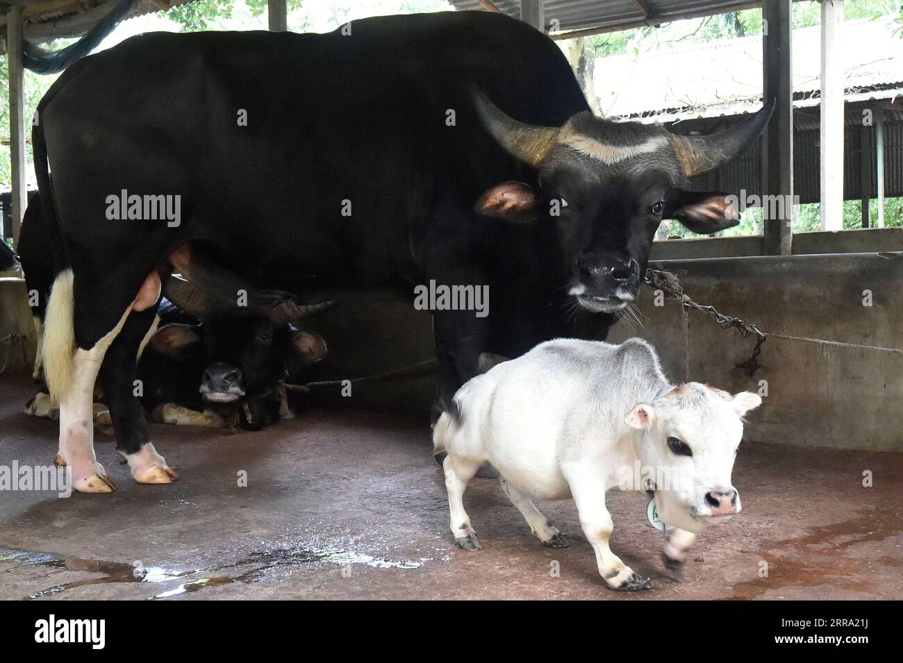 210711 -- SAVAR, July 11, 2021 -- Photo shows a dwarf cow called Rani ...
